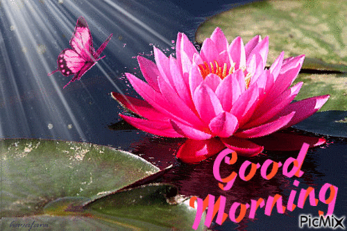 Pink Lily Good Morning Gif Pictures, Photos, and Images for Facebook ...