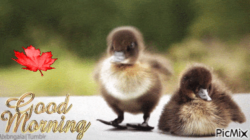 Cute Good Morning Gif Tumblr