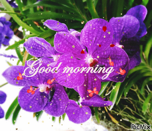Purple Flower Good Morning Gif Pictures, Photos, and Images for ...