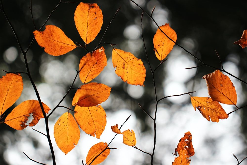 Vibrant Autumn Leaves Pictures, Photos, and Images for Facebook, Tumblr ...