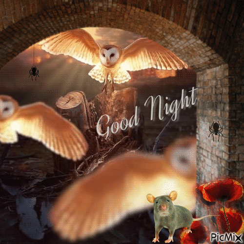 Good Night Mouse & Owls Pictures, Photos, and Images for Facebook ...