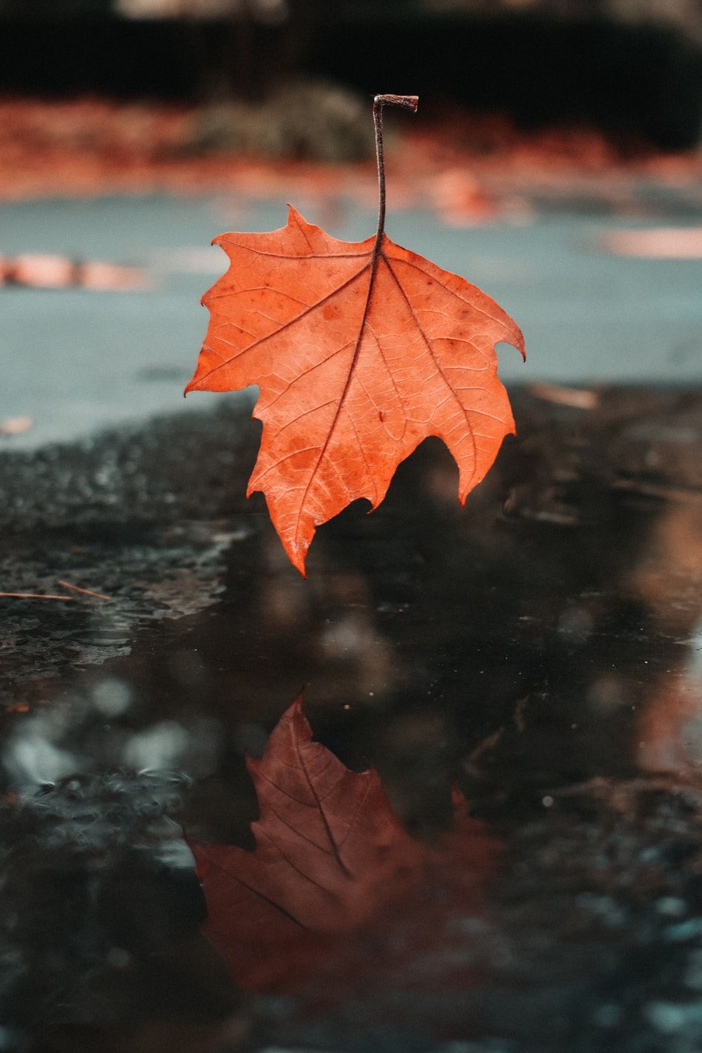 Leaf Falling In A Puddle Pictures, Photos, and Images for Facebook ...
