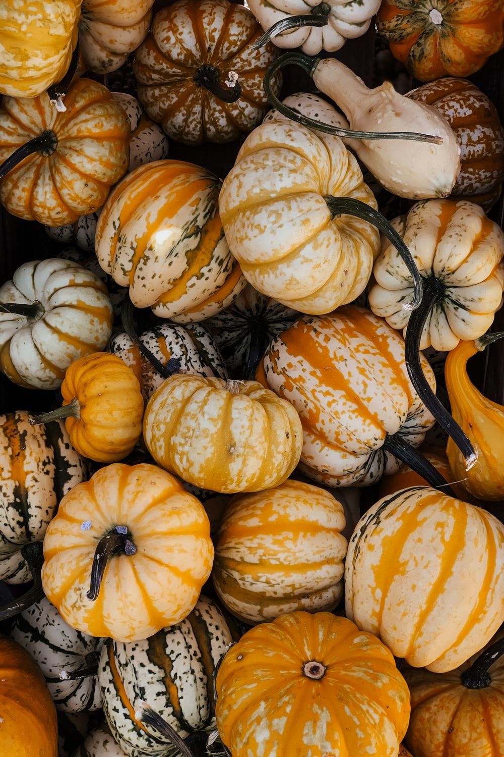 Bundle Of Mini Pumpkins Pictures, Photos, and Images for Facebook ...