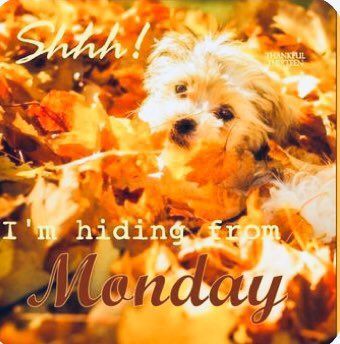 I'm Hiding From Monday Pictures, Photos, and Images for Facebook ...