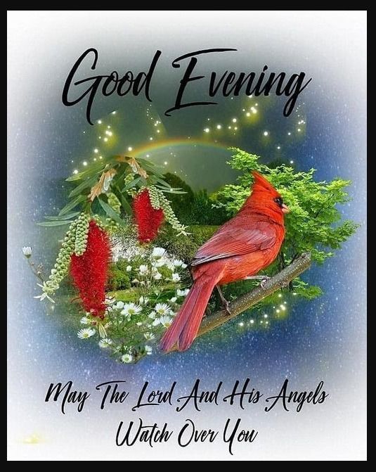 Good Evening Cardinal Quote Pictures, Photos, and Images for Facebook ...