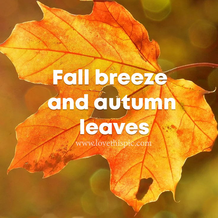 Fall Breeze And Autumn Leaves Pictures, Photos, and Images for Facebook ...