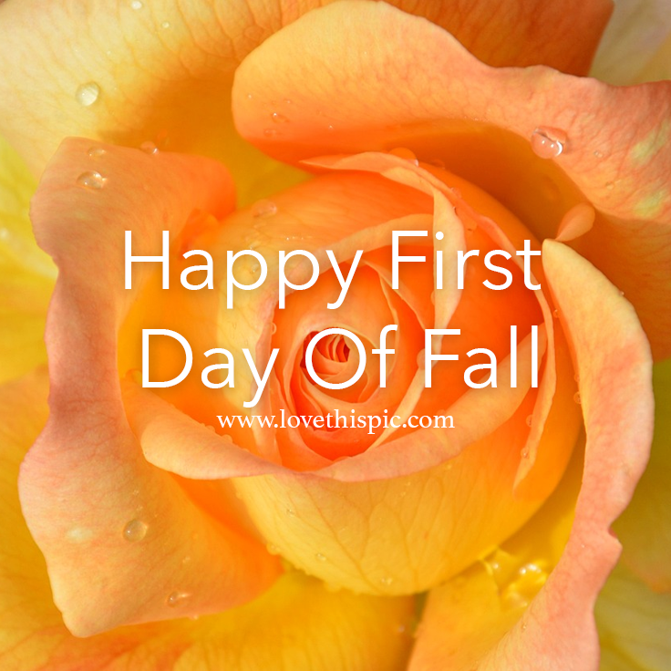 Light Orange Rose - Happy First Day Of Fall Pictures, Photos, and ...