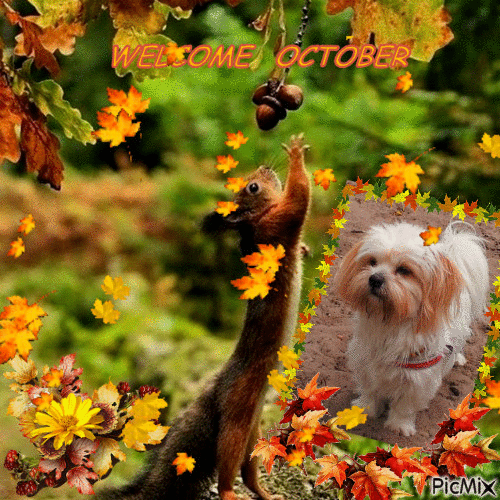 Welcome October Squirrel Pictures, Photos, and Images for Facebook ...