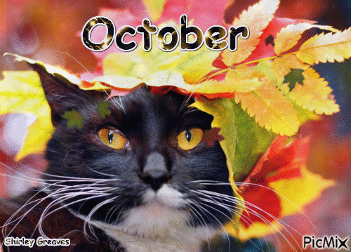 October Kitty Gif Pictures, Photos, and Images for Facebook, Tumblr ...