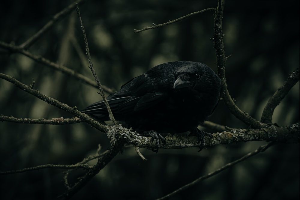 Black Crow Pictures, Photos, and Images for Facebook, Tumblr, Pinterest ...