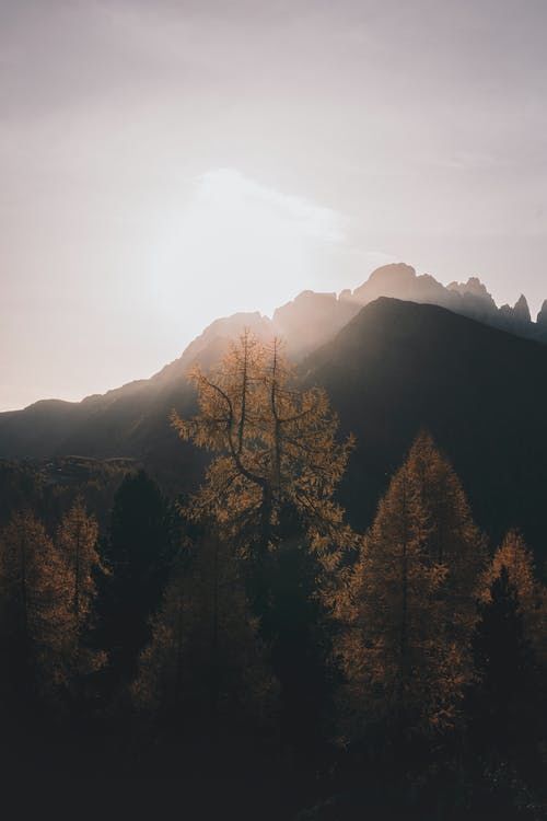 Autumn Trees Against Sunlight Pictures, Photos, and Images for Facebook ...