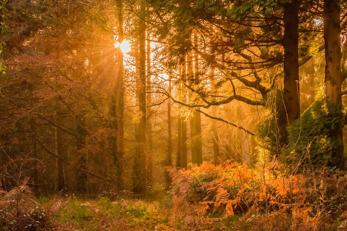Sun Rays Passing Through Autumn Trees Pictures, Photos, and Images for ...