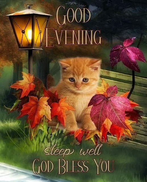 Fall Leaves & Kitty - Good Evening Pictures, Photos, and Images for ...
