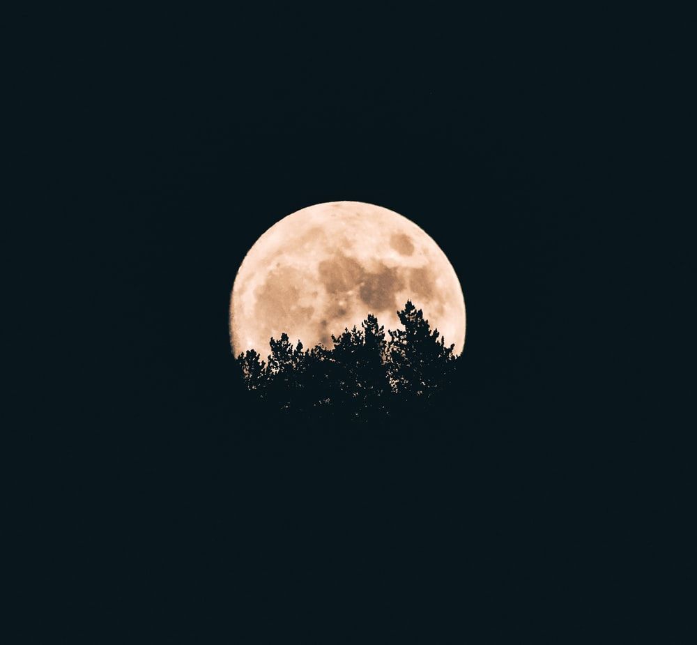 Full Moon Behind Trees Pictures, Photos, and Images for Facebook ...