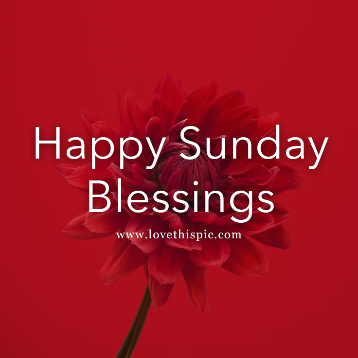 Red Flower: Happy Sunday Blessings Pictures, Photos, and Images for ...