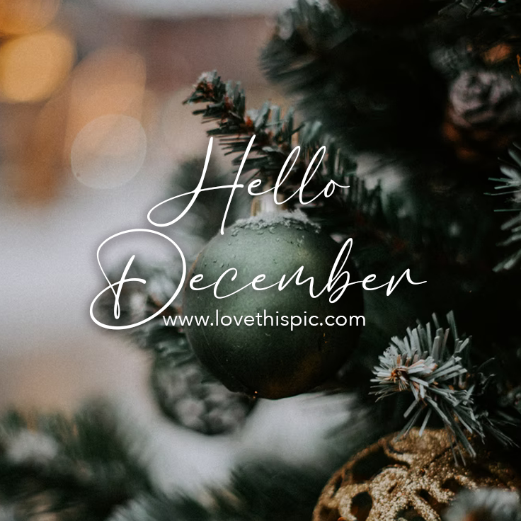 Olive Ornament On Tree - Hello December Pictures, Photos, and Images ...