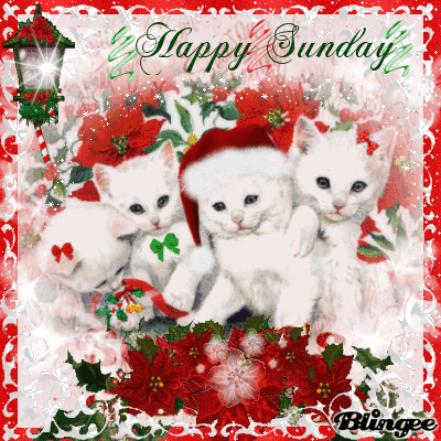 White Cats Happy Sunday Gif Pictures, Photos, and Images for Facebook ...