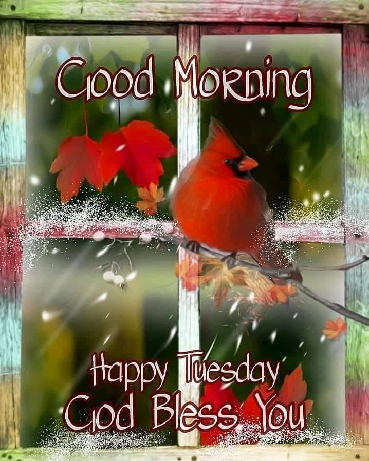 Cardinal Good Morning Happy Tuesday Pictures, Photos, and Images for ...