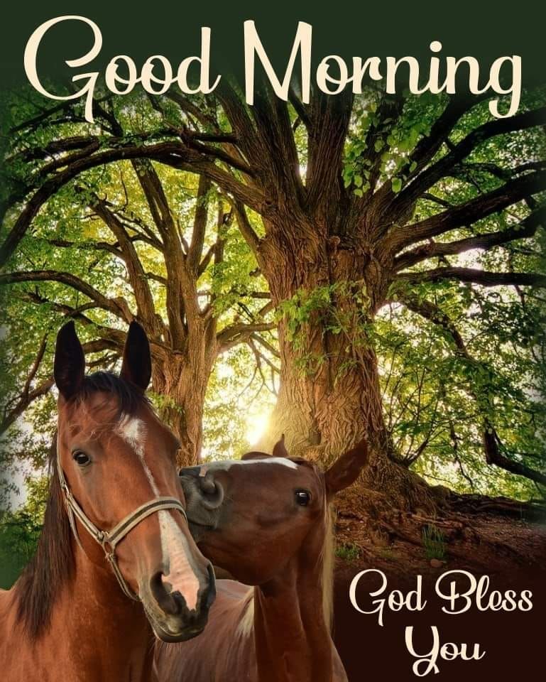 Horse Good Morning God Bless You Pictures, Photos, and Images for ...