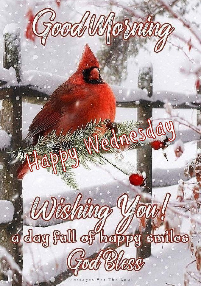 Cardinal In Snow - Good Morning Happy Wednesday Pictures, Photos, and ...
