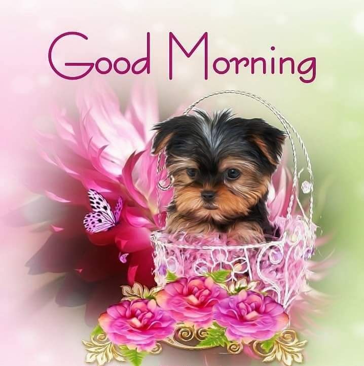 Teacup Yorkie Good Morning Image Pictures, Photos, and Images for ...
