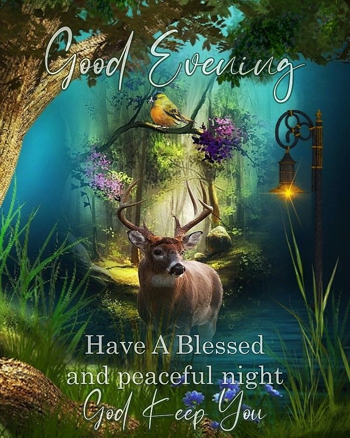 Deer In Woods - Good Evening, Have A Blessed And Peaceful Night ...