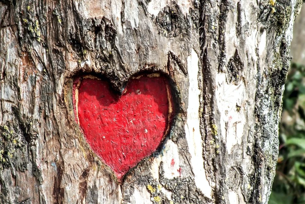 Heart Carved In Tree Pictures, Photos, and Images for Facebook, Tumblr ...