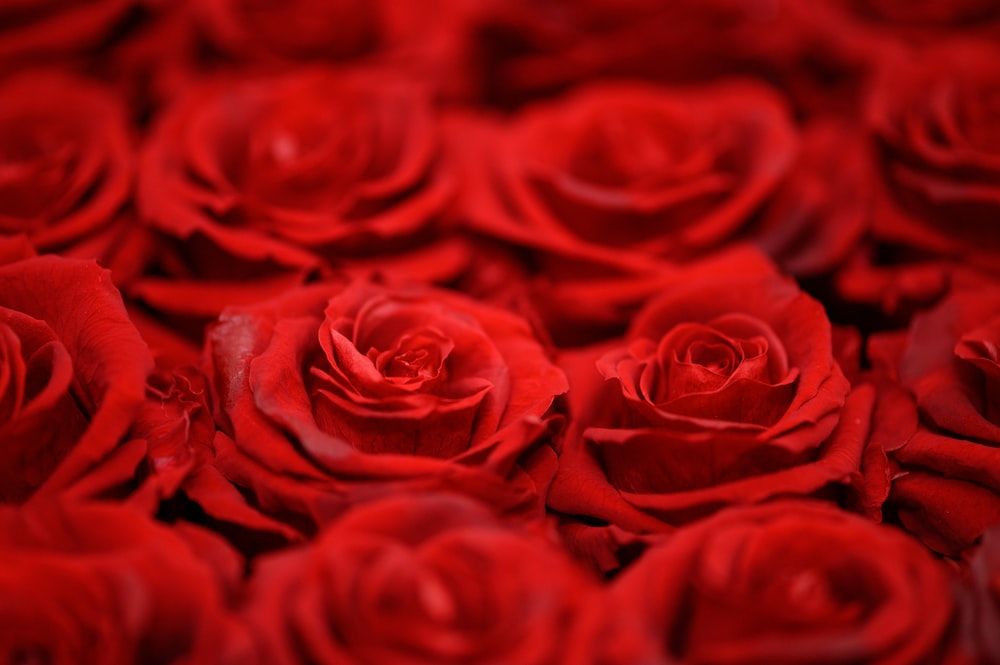 Red Bundle Of Roses Pictures, Photos, and Images for Facebook, Tumblr ...