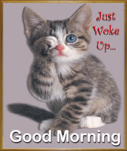Sleepy Kitten - Good Morning Pictures, Photos, and Images for Facebook ...