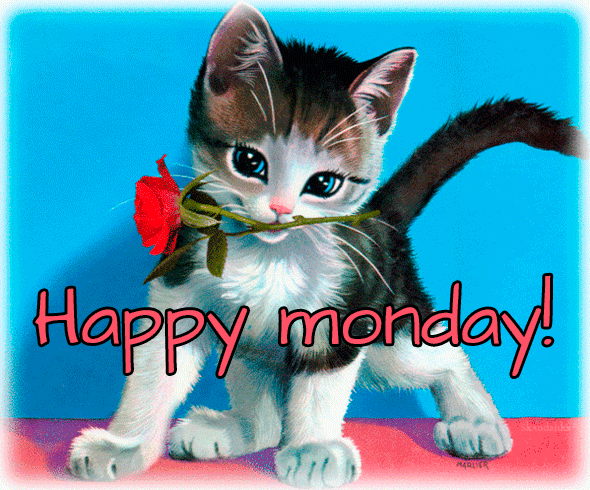 Cat With Rose - Happy Monday Pictures, Photos, and Images for Facebook ...
