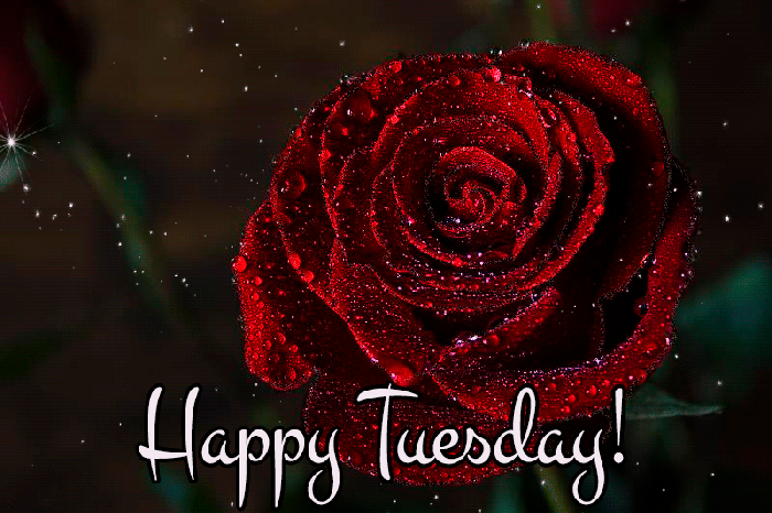 Magical Happy Tuesday Rose Pictures, Photos, and Images for Facebook ...