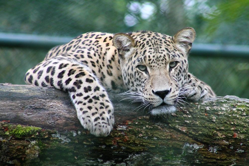 Leopard On Tree Trunk Pictures, Photos, and Images for Facebook, Tumblr ...