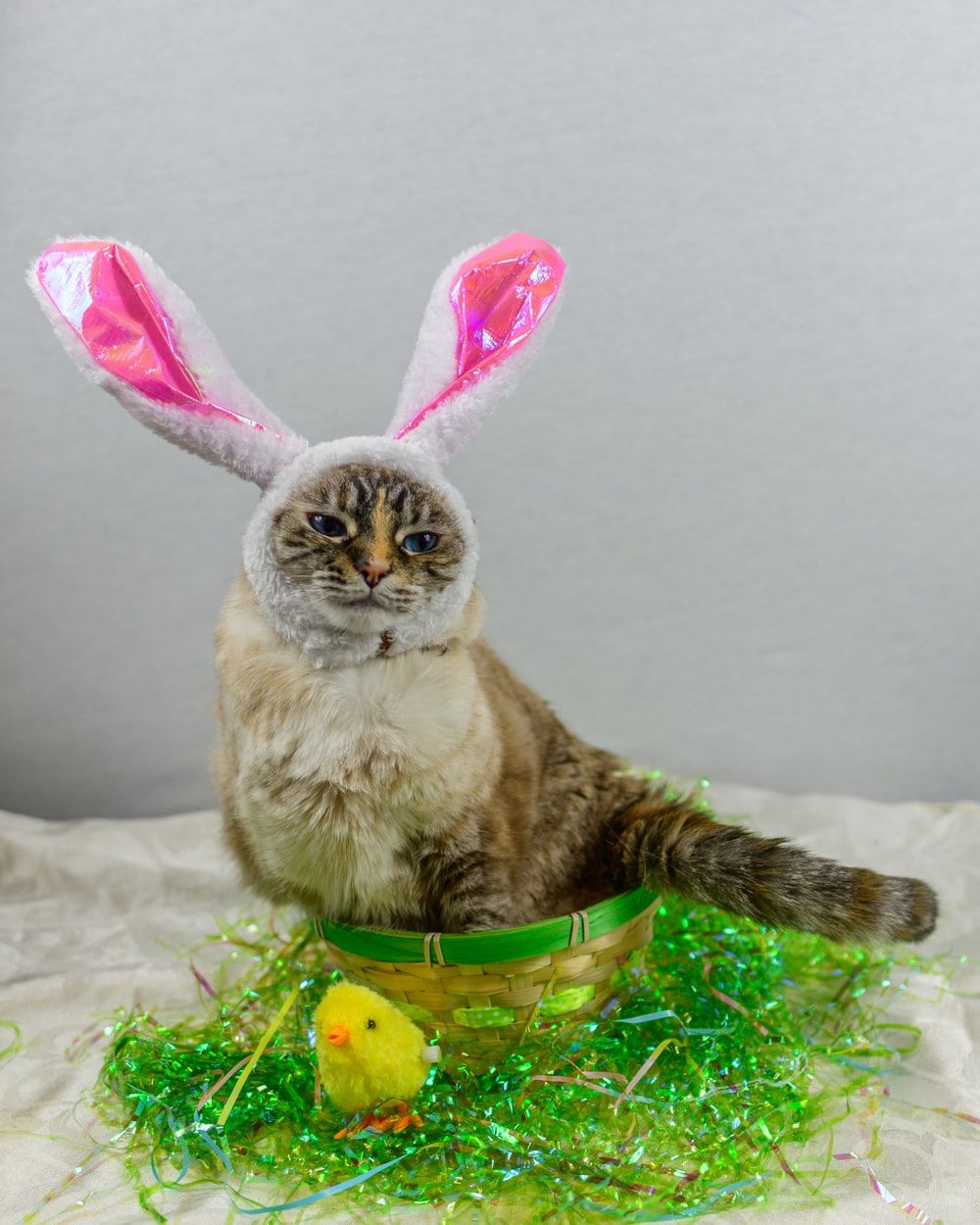 Bunny Cat Pictures, Photos, and Images for Facebook, Tumblr, Pinterest ...