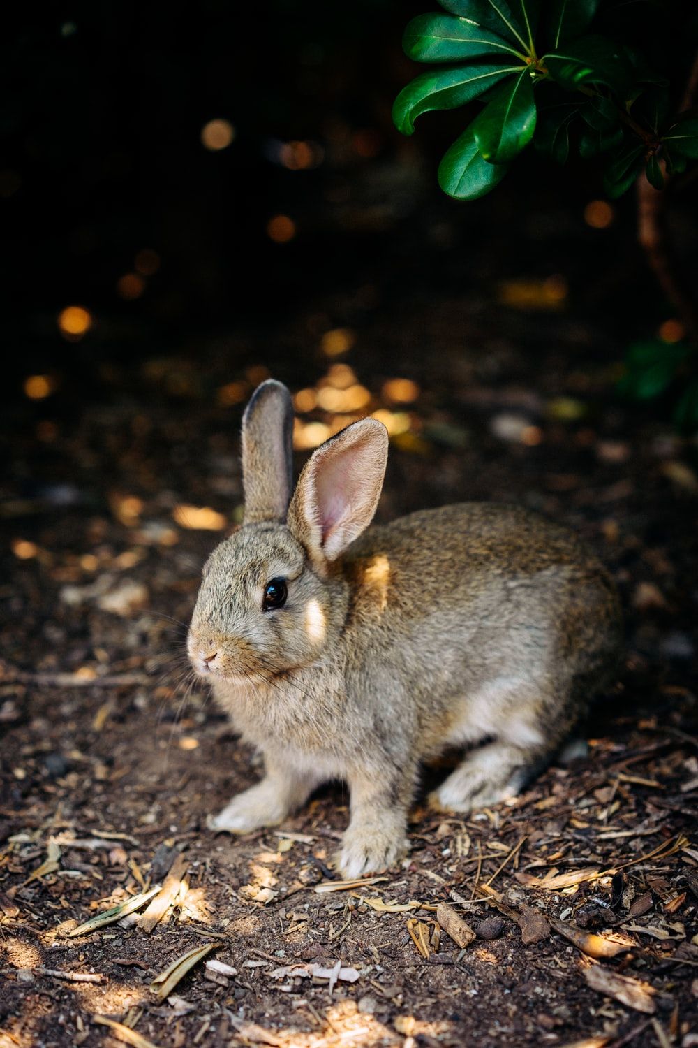 Brown Rabbit Pictures, Photos, and Images for Facebook, Tumblr ...