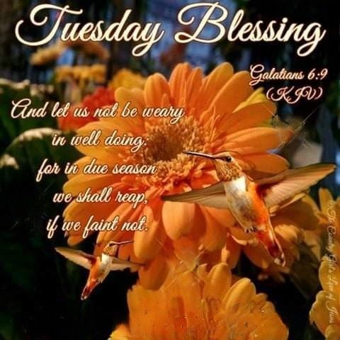 Orange Daisy And Hummingbird - Tuesday Blessing Pictures, Photos, and ...