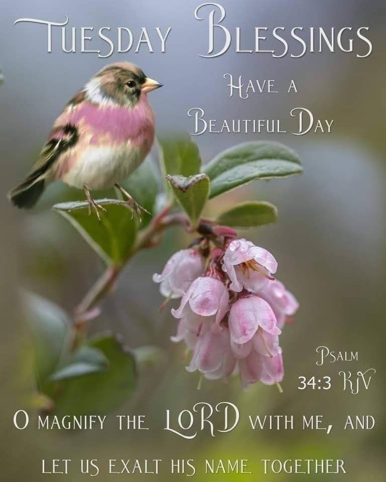 Perched Bird - Tuesday Blessings Pictures, Photos, and Images for ...