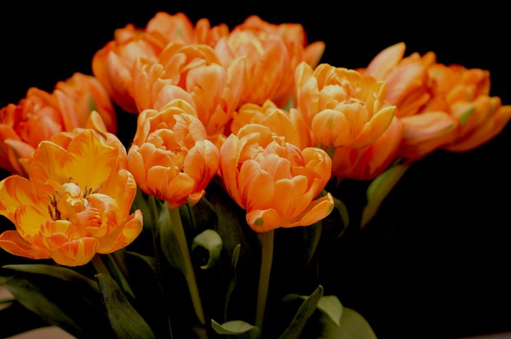 Peach Tulips Pictures, Photos, and Images for Facebook, Tumblr ...