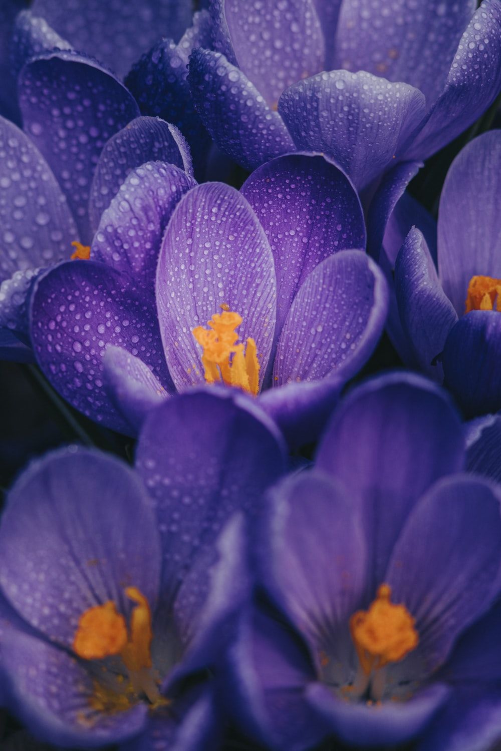 Blooming Crocus Flowers Pictures, Photos, and Images for Facebook ...