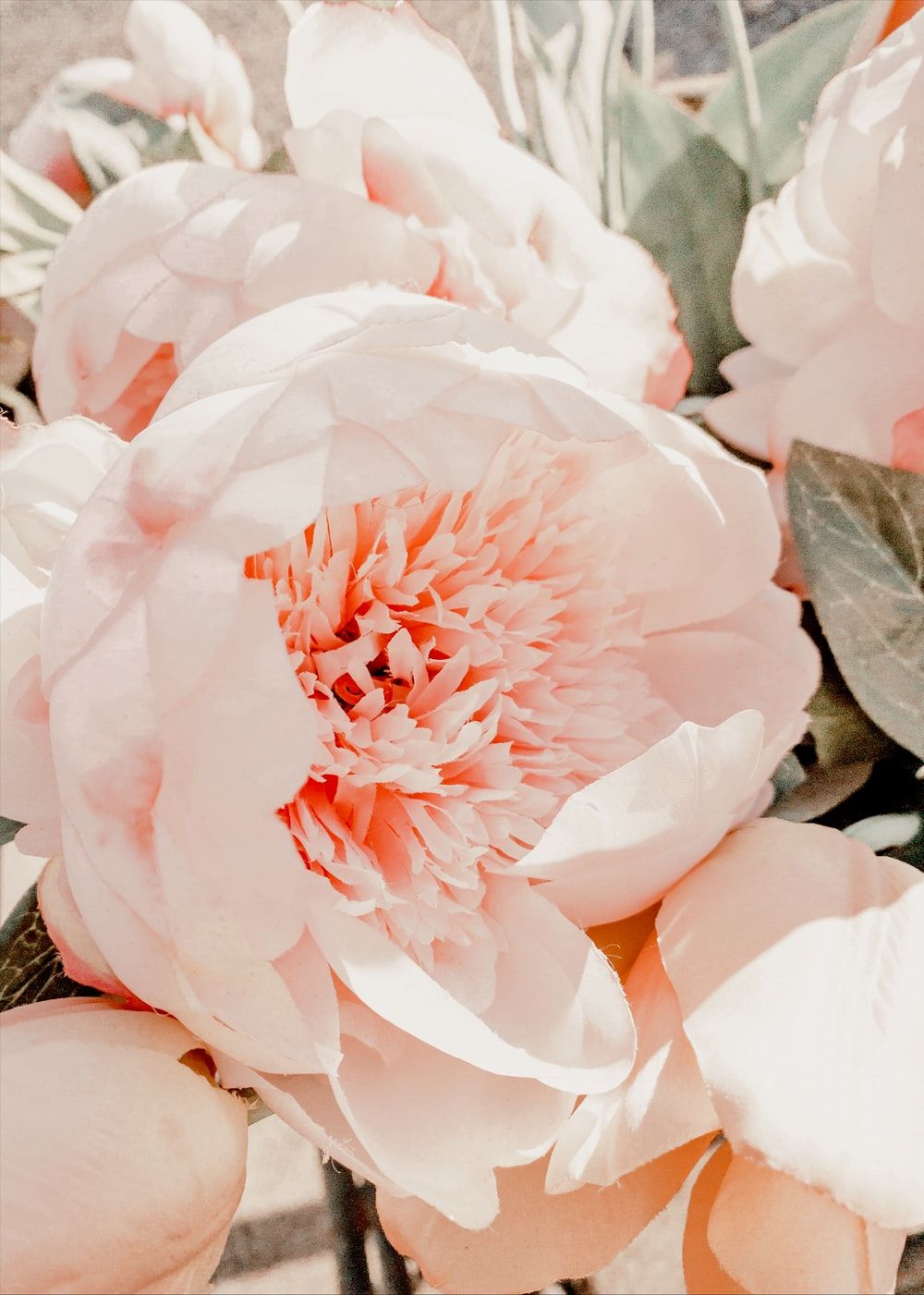 Beautiful Peony Flower Pictures, Photos, and Images for Facebook ...