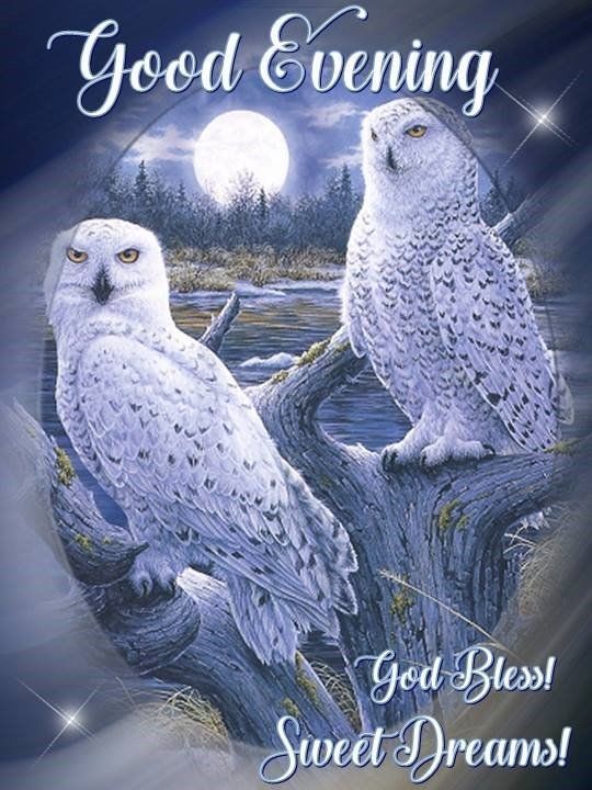 Twin Owls - Good Evening Pictures, Photos, and Images for Facebook ...