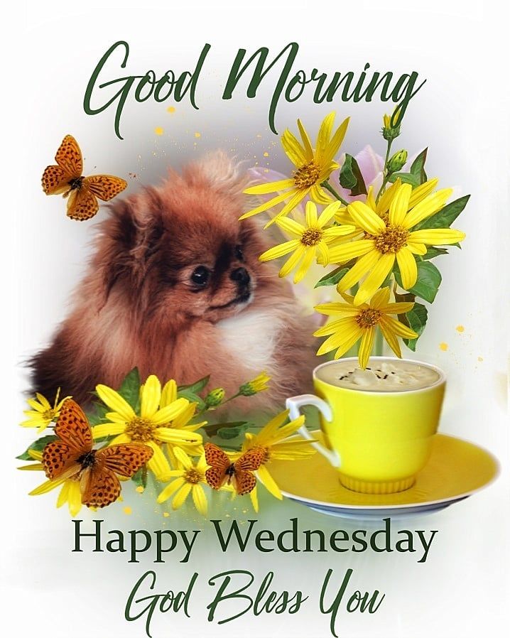 Doggy & Yellow Daisies - Good Morning Happy Wednesday Pictures, Photos ...
