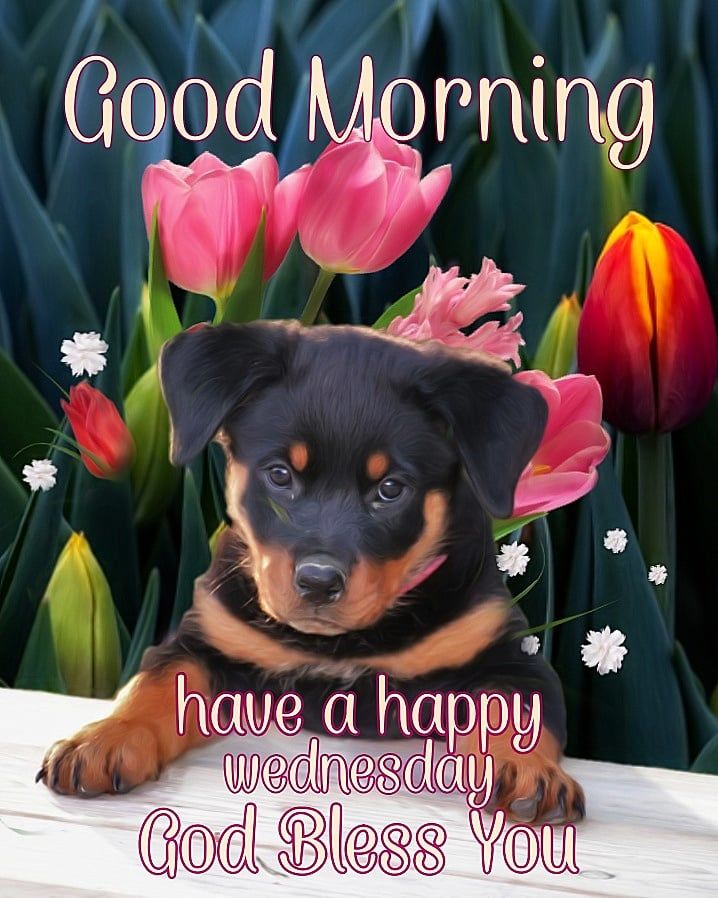 Doggy And Tulips - Good Morning, Have A Happy Wednesday Pictures ...