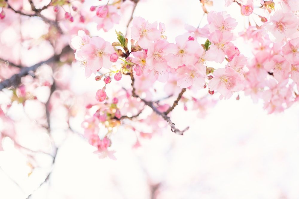 Pink Cherry Blossoms Branches Pictures, Photos, and Images for Facebook ...