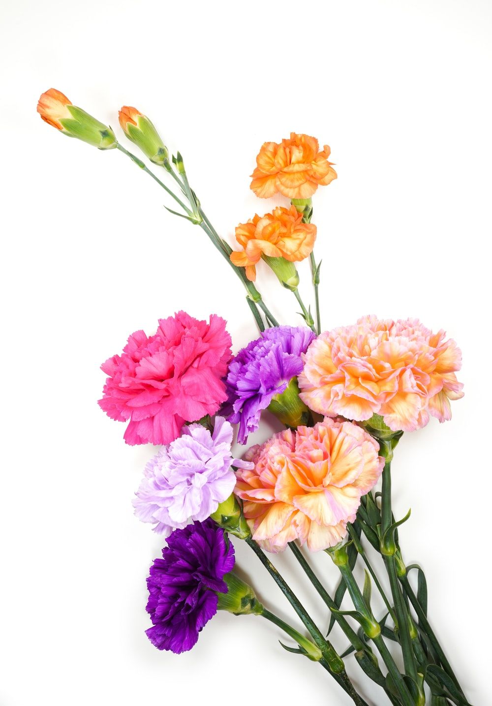 Colorful Carnations Pictures, Photos, and Images for Facebook, Tumblr ...