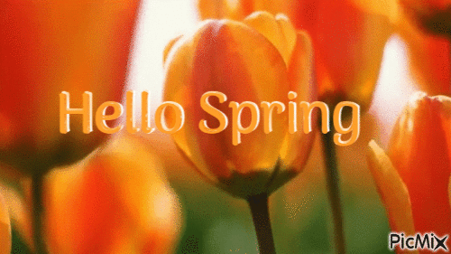 Orange Tulip - Hello Spring Gif Pictures, Photos, and Images for ...