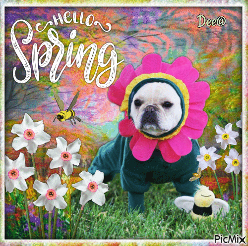 Flower Dog - Hello Spring Gif Pictures, Photos, and Images for Facebook ...
