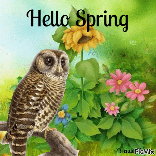 Owl Hello Spring Gif Pictures, Photos, and Images for Facebook, Tumblr ...