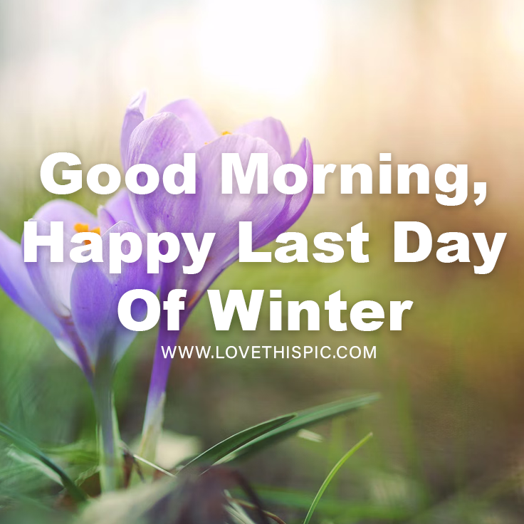 Purple Crocus - Good Morning, Happy Last Day Of Winter Pictures, Photos ...