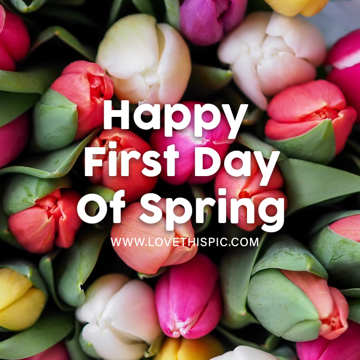 Closed Tulips - Happy First Day Of Spring Pictures, Photos, and Images ...