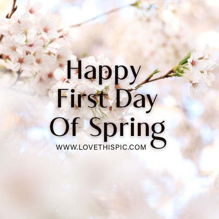 White Cherry Blossoms - Happy First Day Of Spring Pictures, Photos, and ...